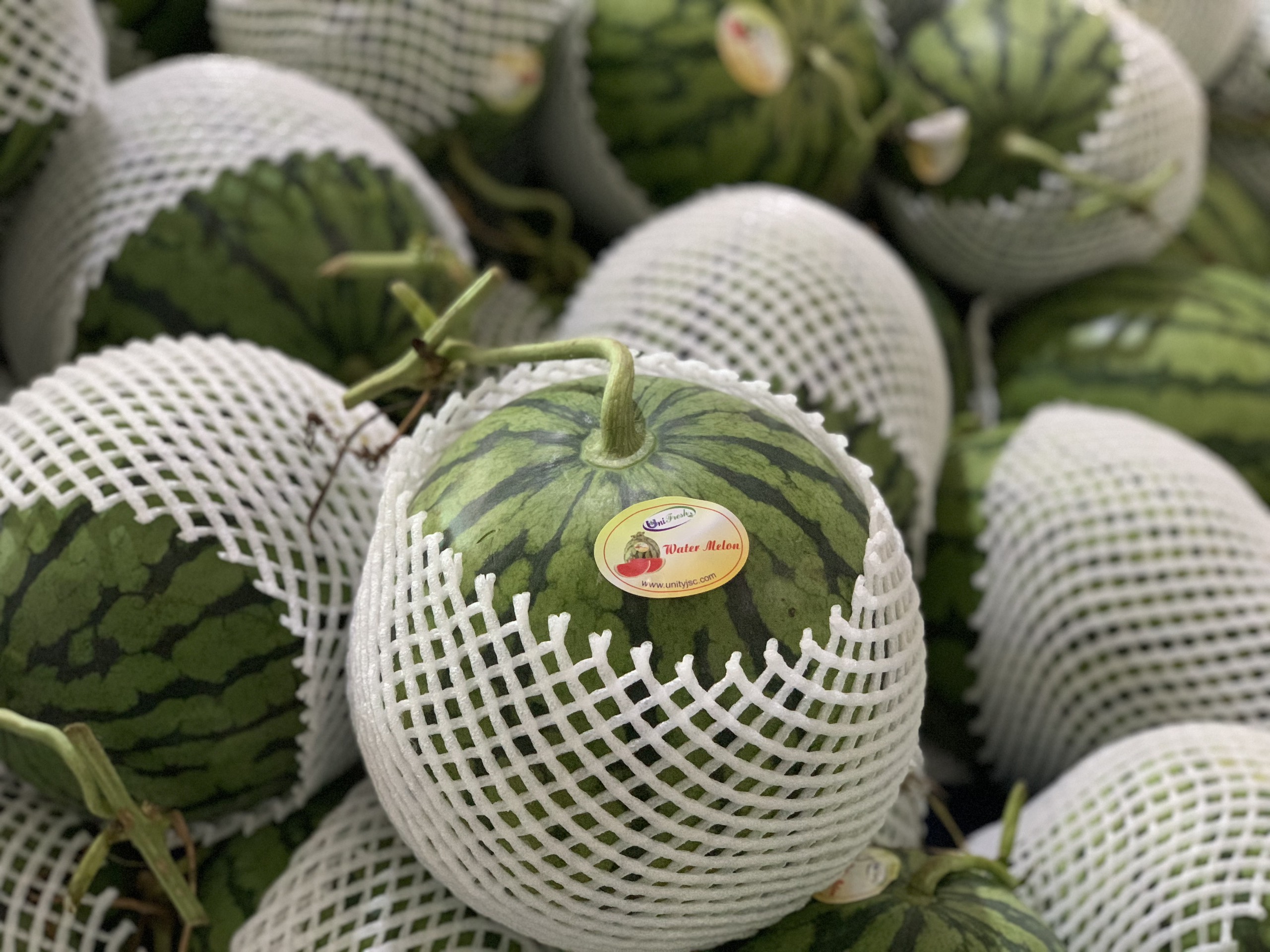 Seedless Water Melon - Fresh fruits and vegetable suplier